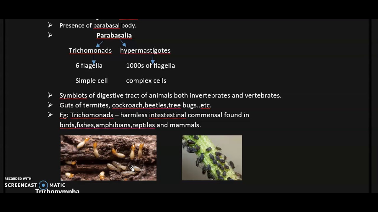 phylum parabasalia - YouTube