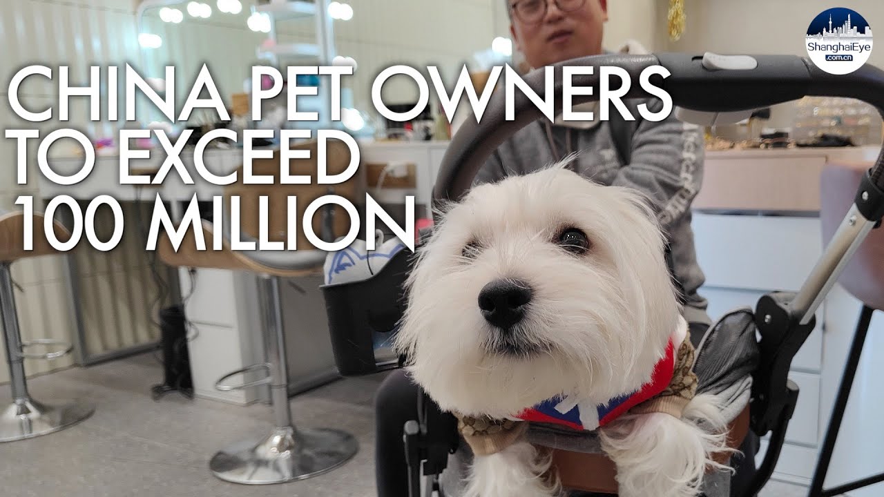 China's pet industry purrs with potential as owners of 'furry friends ...