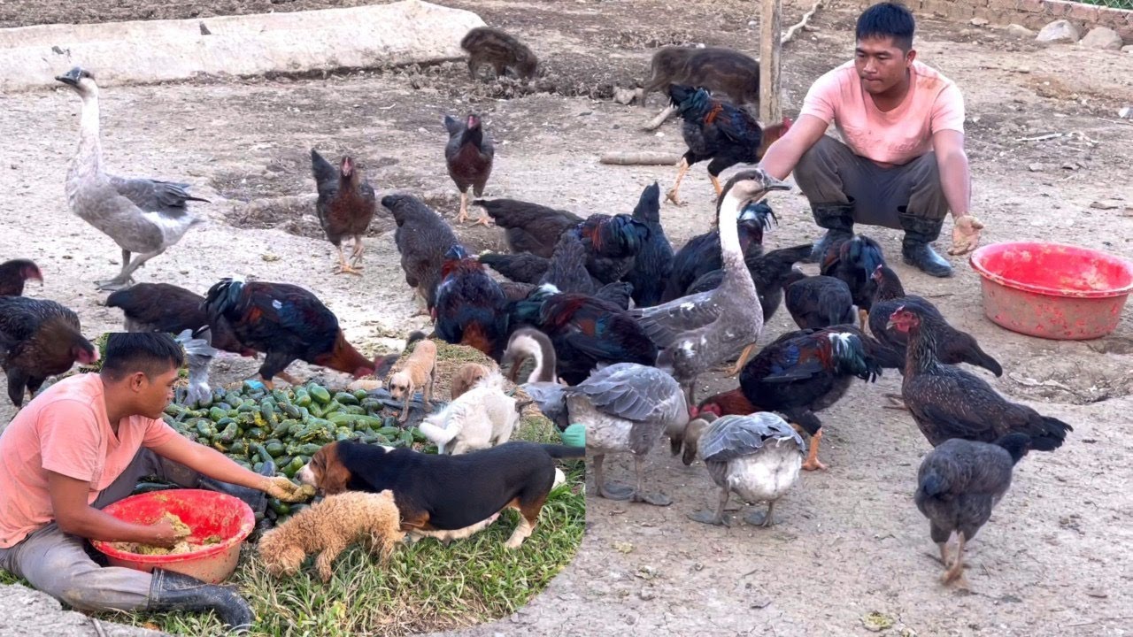 Harvesting Avocados to Make Bran for Dogs and Chickens to Eat - YouTube