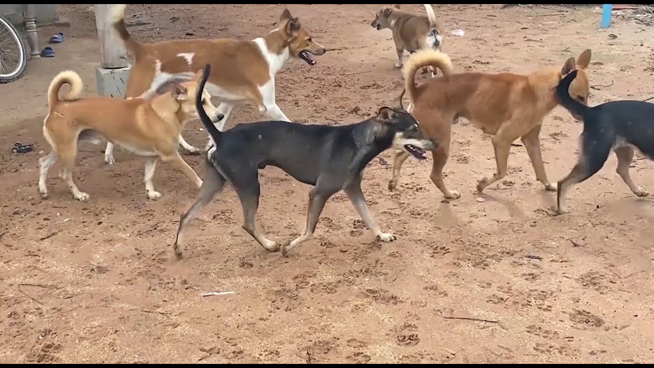 WooW! Amazing dog videos cute family dogdogs play fighting dog short ...