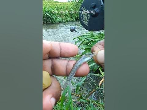 Mancing Ikan Uceng Umpan Gery Saluut Matcha Latte #1267 - YouTube