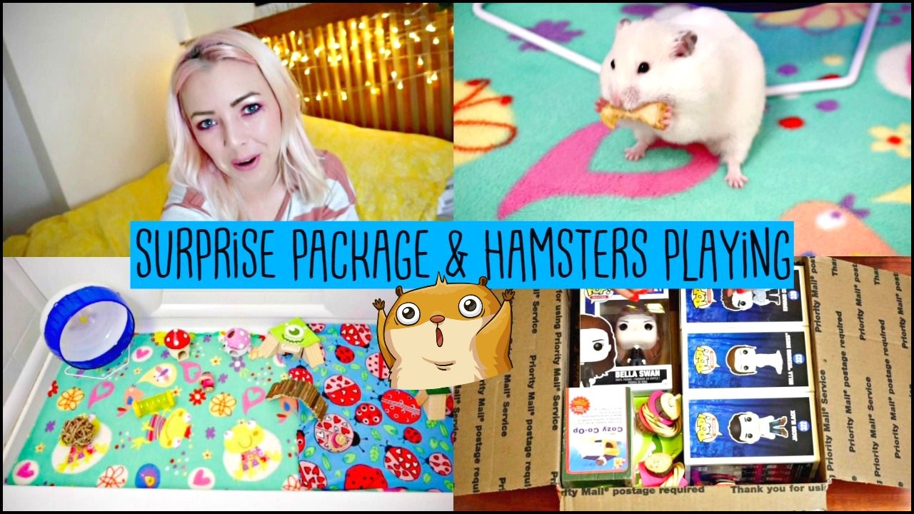 CUTE HAMSTERS PLAYING & SURPRISE PACKAGE UNBOXING! - YouTube
