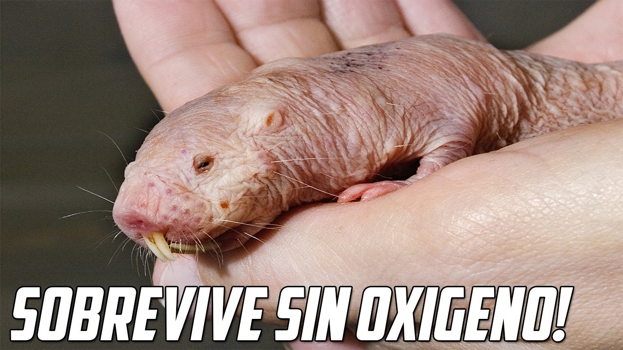 Rata Topo desnuda El mamífero más raro del Mundo - YouTube