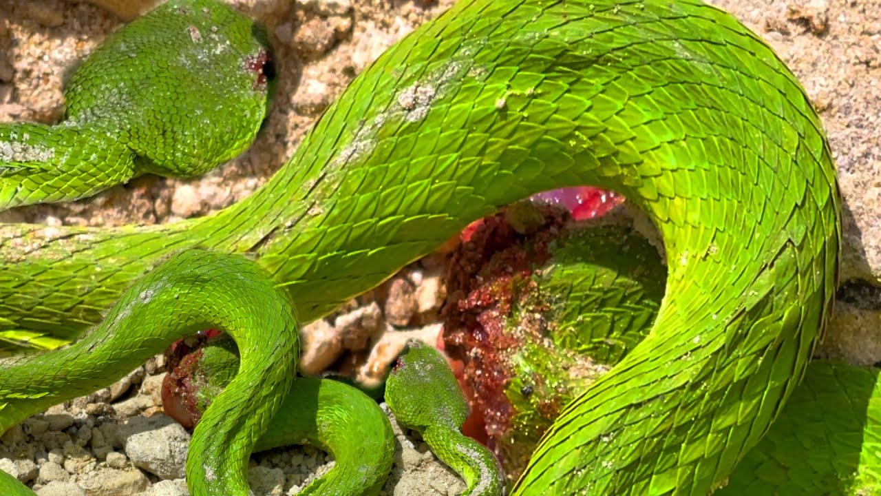The most poisonous giant green snake in the world - YouTube