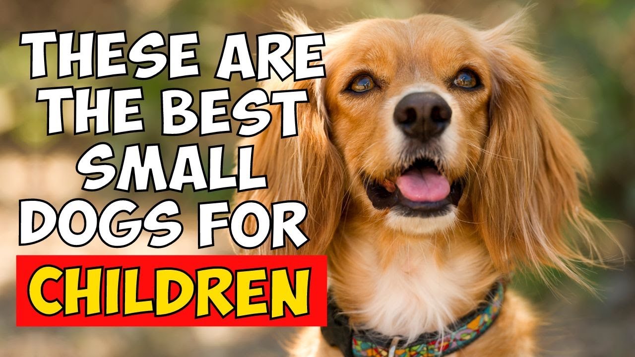 Top 7 Best Small Dogs For Kids - YouTube