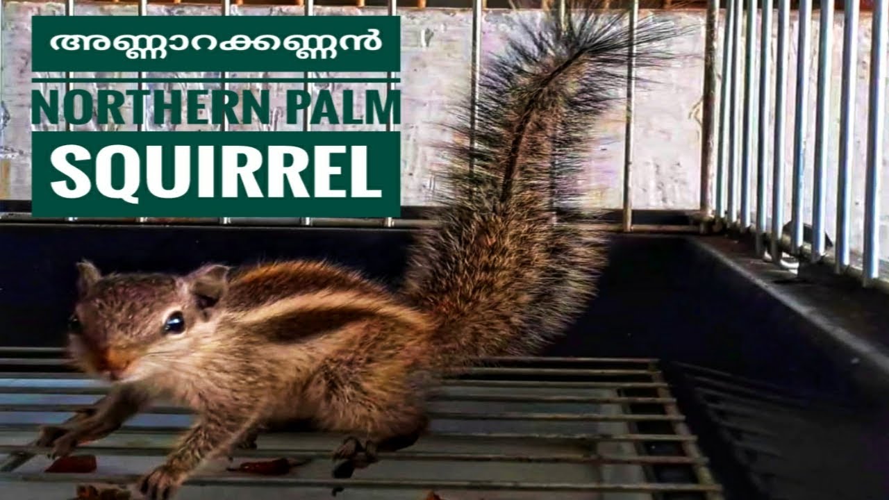 northern palm squirrel Malayalam / അണ്ണാറക്കണ്ണൻ /annarakannan Kerala ...