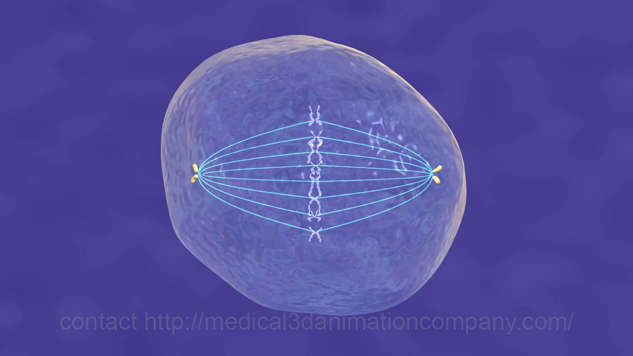 Mitosis Animation Youtube