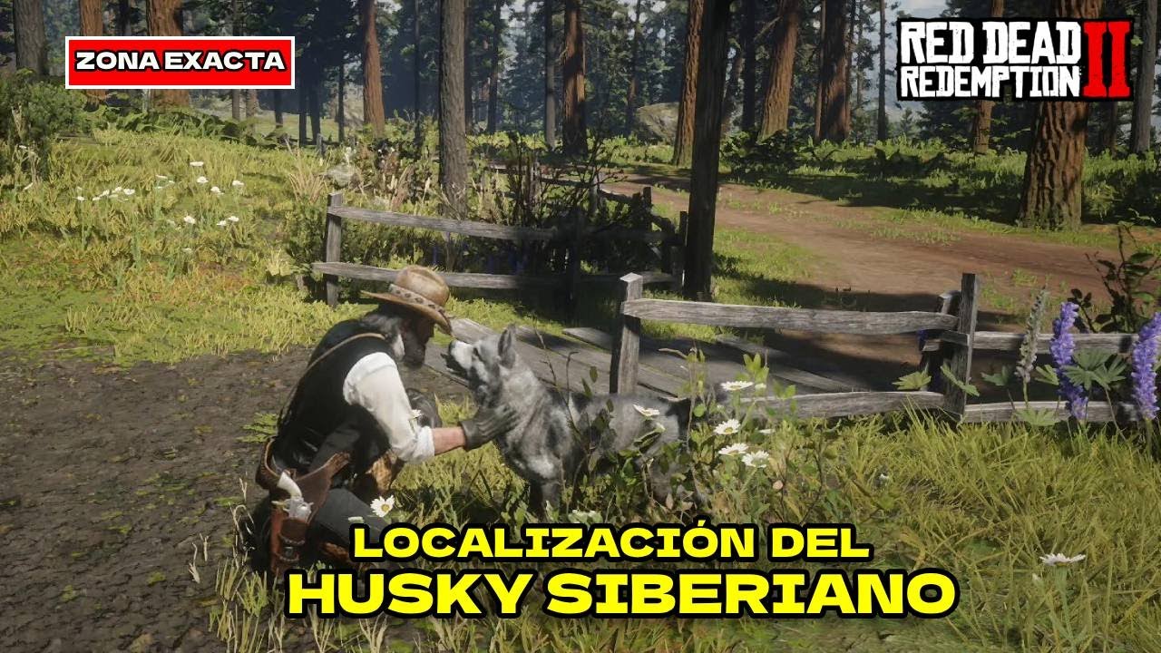 Localización Husky Siberiano | Zona Exacta | Red Dead Redemption 2 ...
