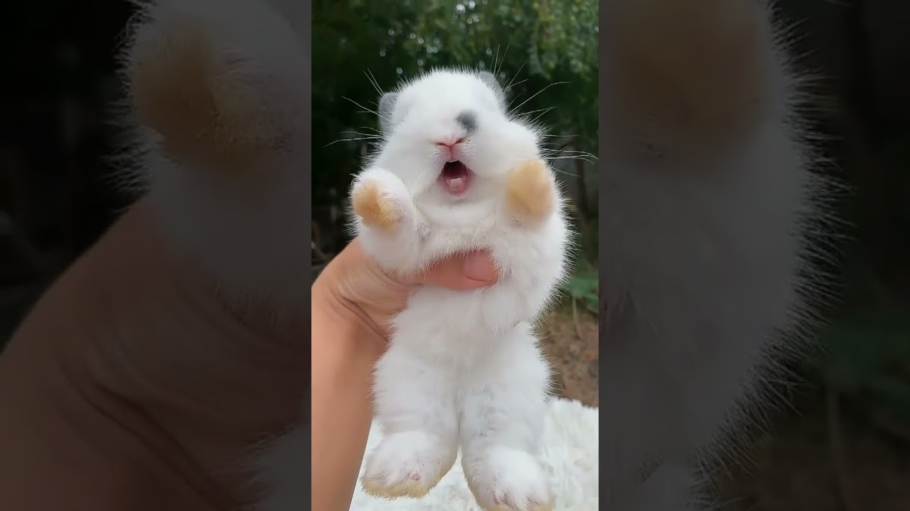 Real Rabbit Crying Baby