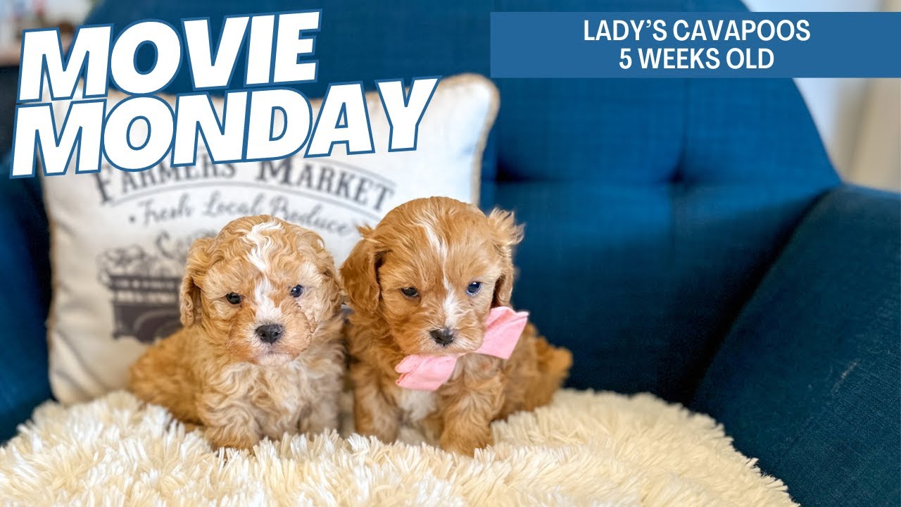 Lady's Cavapoos 5 weeks old - YouTube