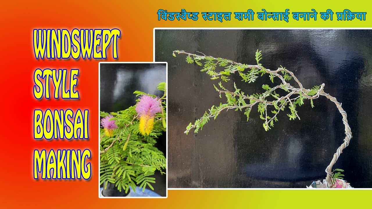 विंडस्वेप्ट स्टाइल शमी बोन्साई, Creating a Windswept Style Shami Bonsai ...
