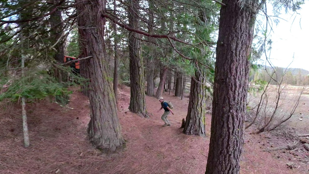 A stalker in the woods. - YouTube