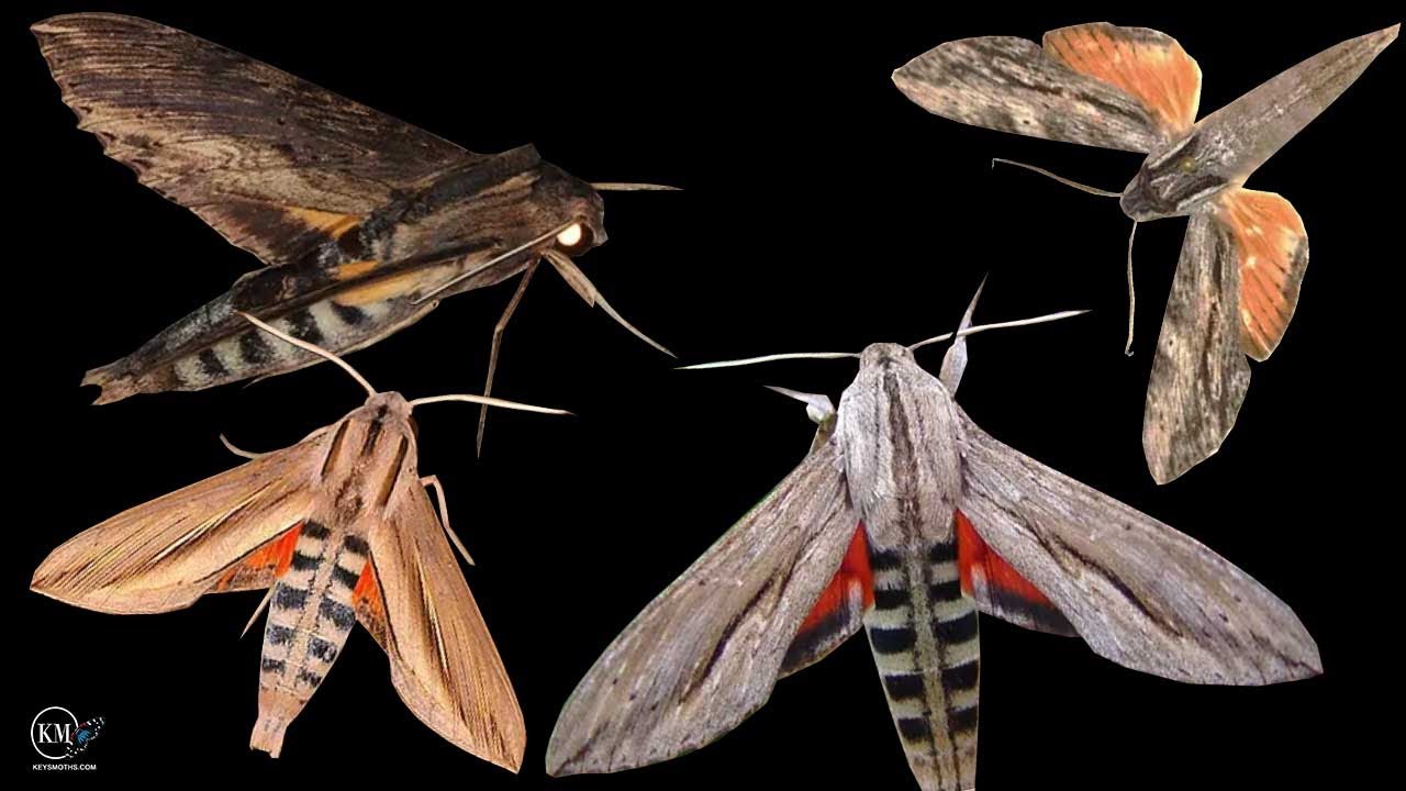 4 TROPICAL SPHINX MOTH SPECIES AT MY BLACK LIGHT THE GENUS ERINNYIS IN ...