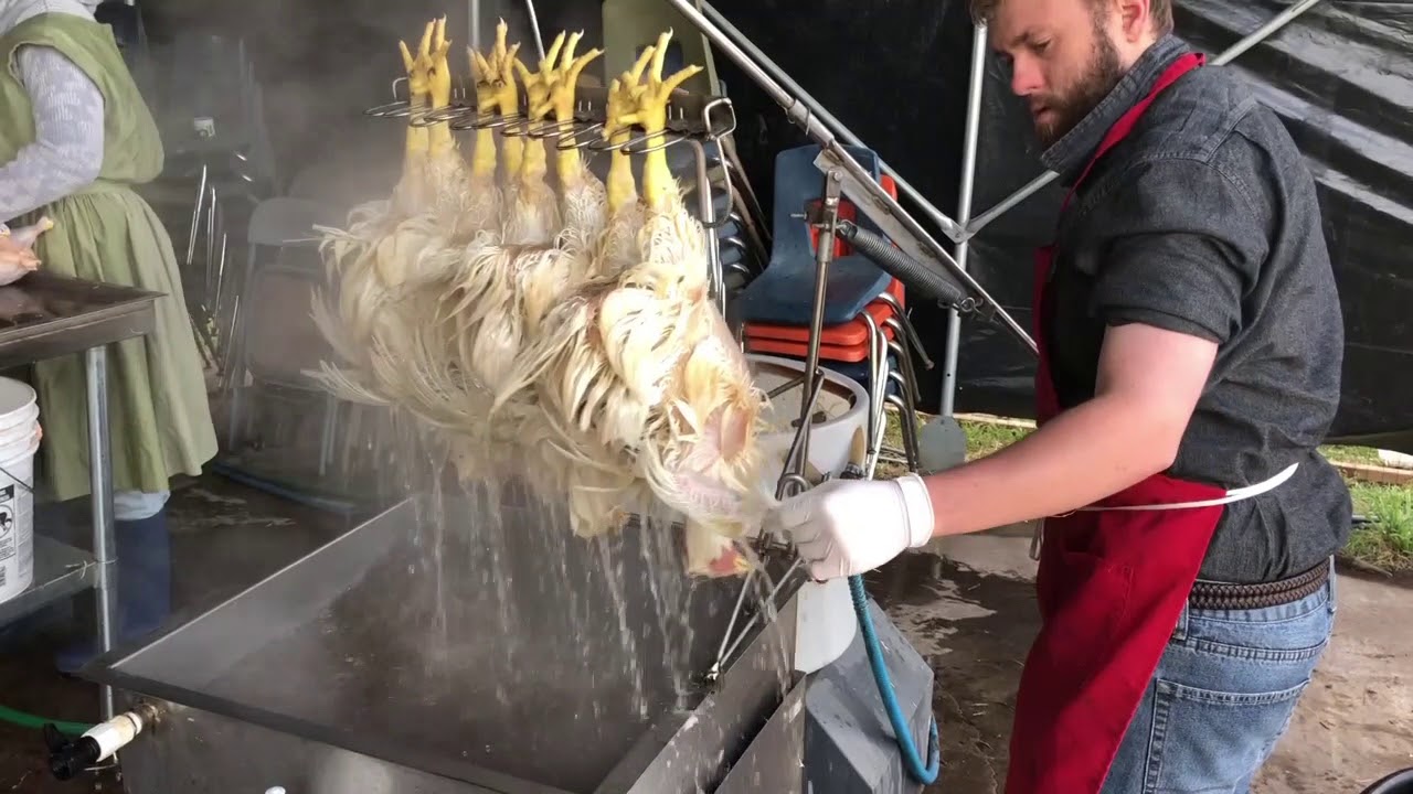Broiler Processing - YouTube