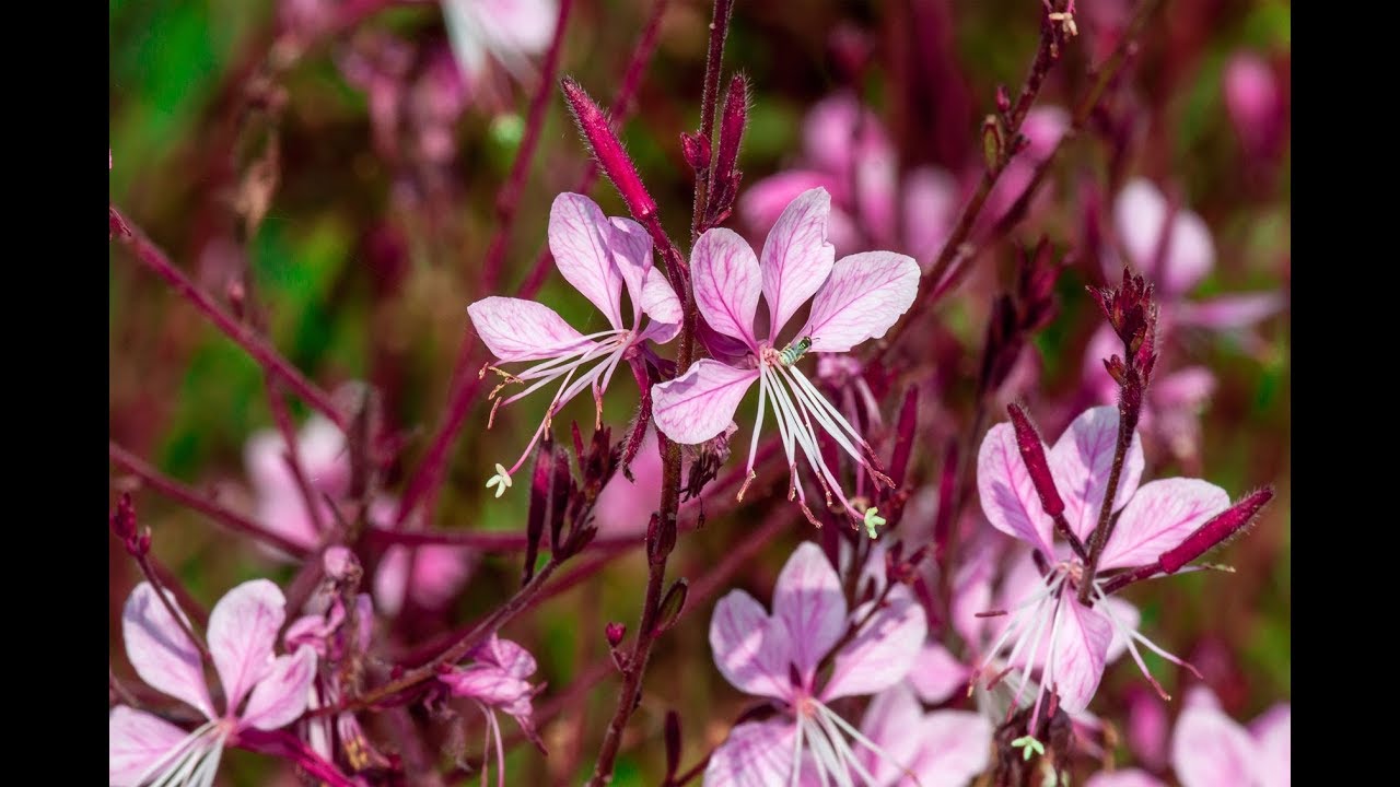 Características y reproducción de la gaura lindheimeri - YouTube