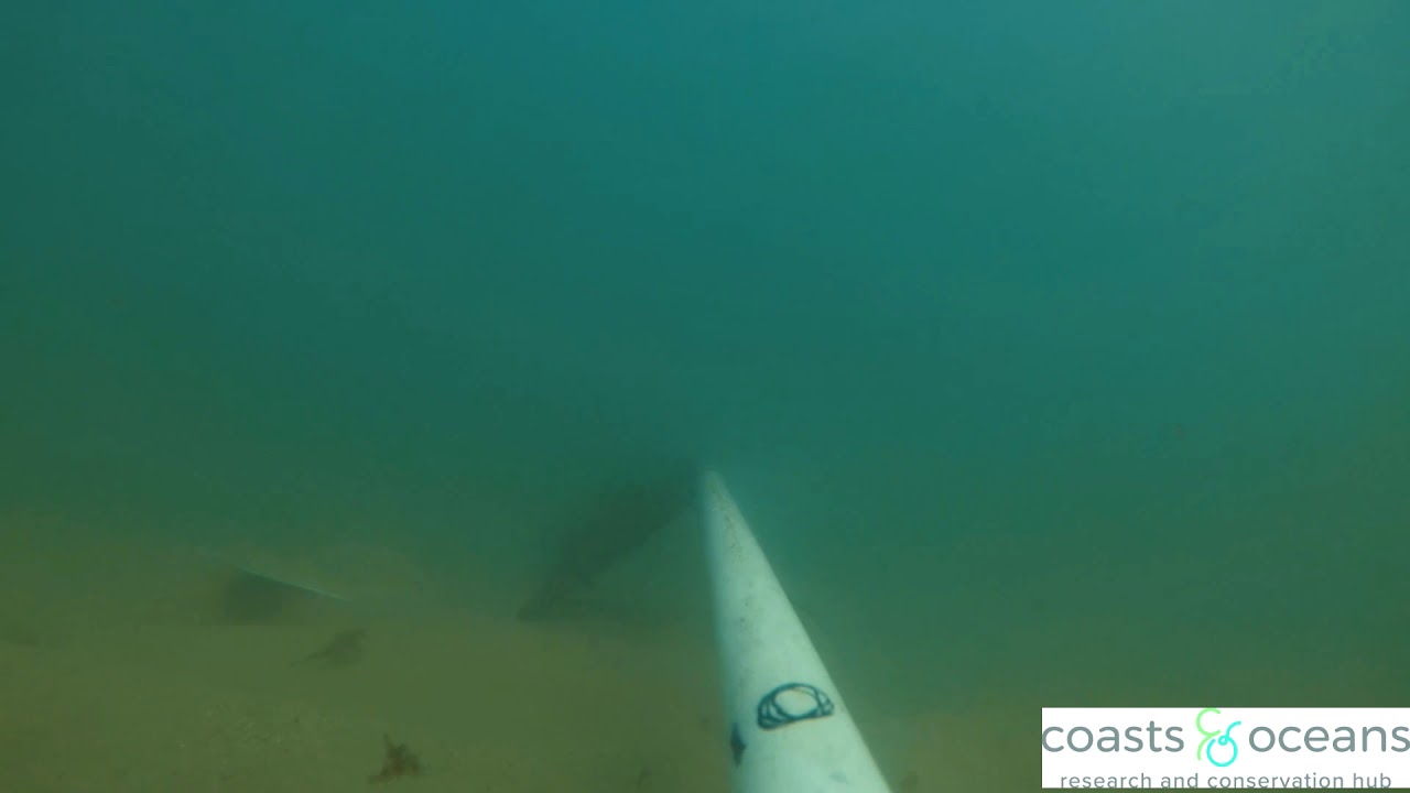 Mooloolaba Beach, fish in the surf zone - YouTube