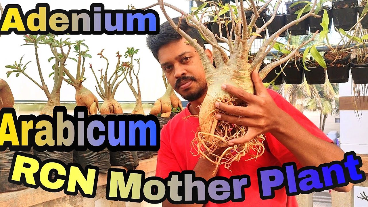 Adenium Arabicum RCN Mother plant Variety.. Best Blooming Plant - YouTube