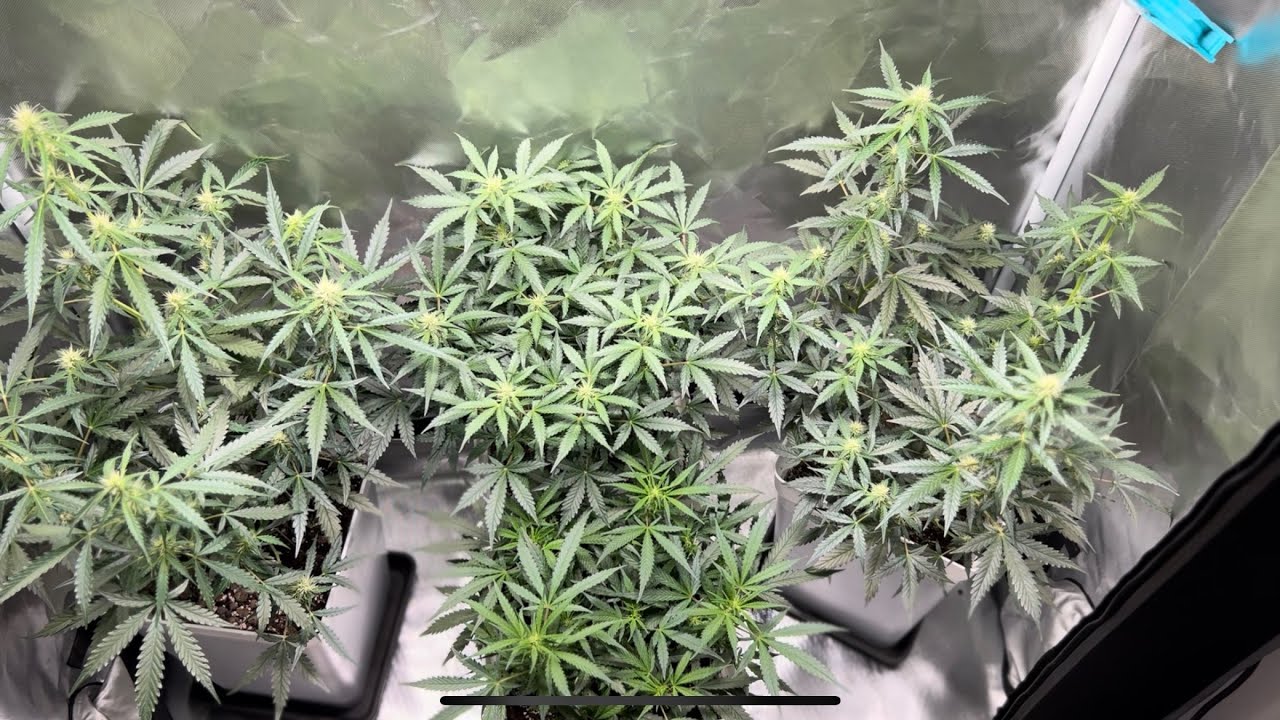 Mein erstes Grow Setup (Sparfuchs) & Pflanzenupdate Woche 4 - YouTube