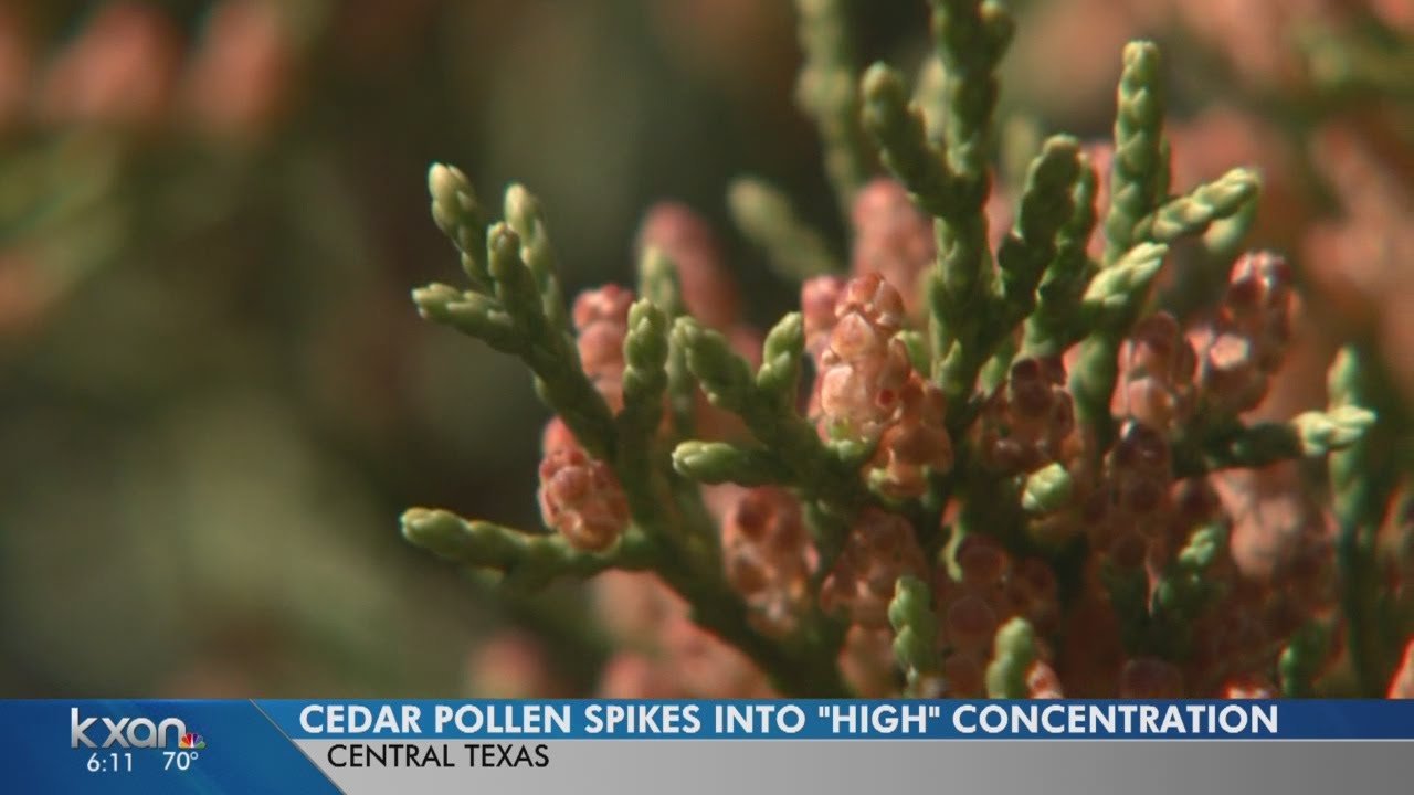 Cedar pollen spikes into ‘high’ concentration for first time this ...