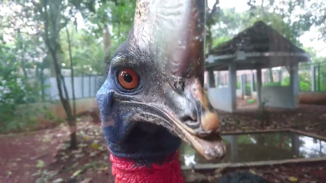 Very Angry Cassowary Bird - YouTube