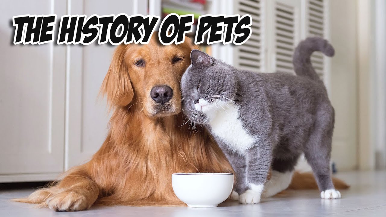 The history of pets - YouTube