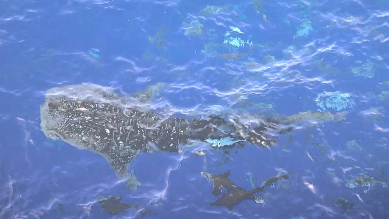 Whale shark, yu paus - YouTube