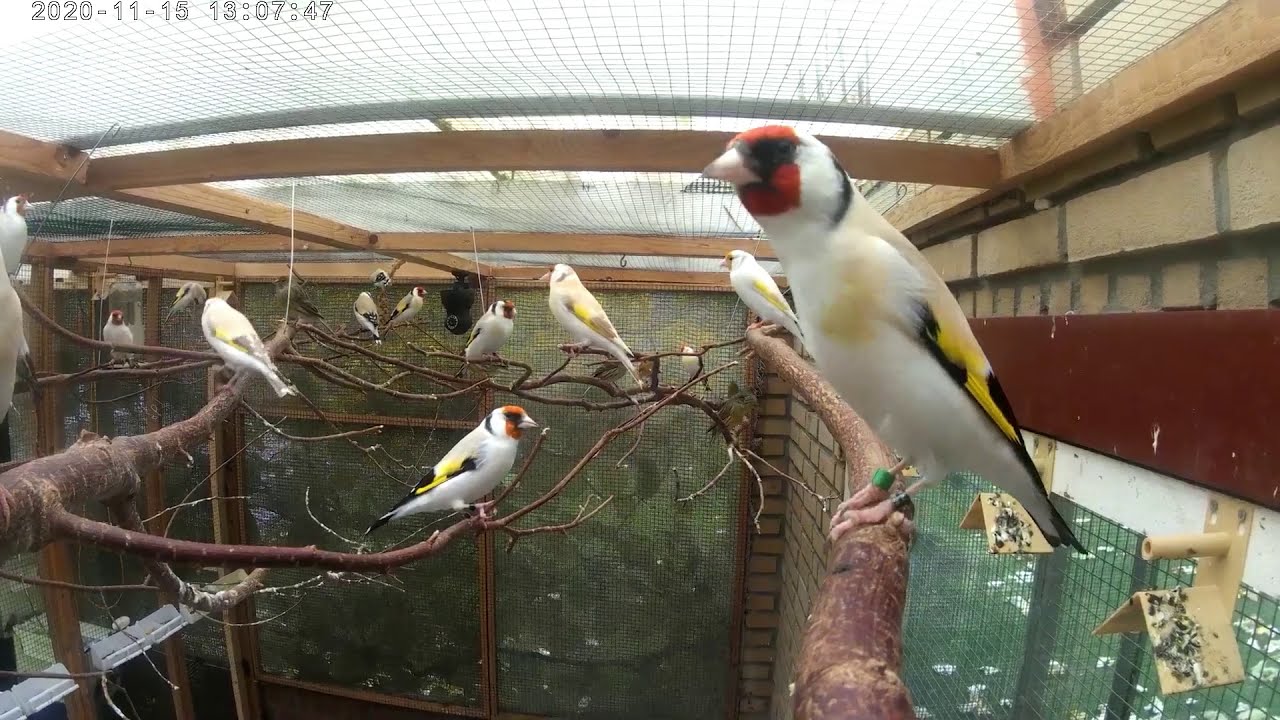 distelvinken vivaldi - YouTube