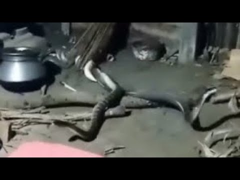 Snake Dance With Love 💕 | Snake | Snake Video | Snake Dance | Snake ...