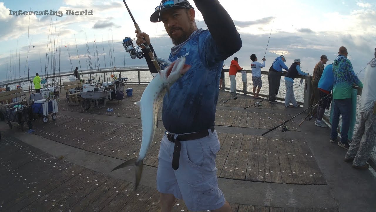 Spanish Mackerel, Bonita, Lady Fish, Hard Tail Jack, #fish Navarre ...