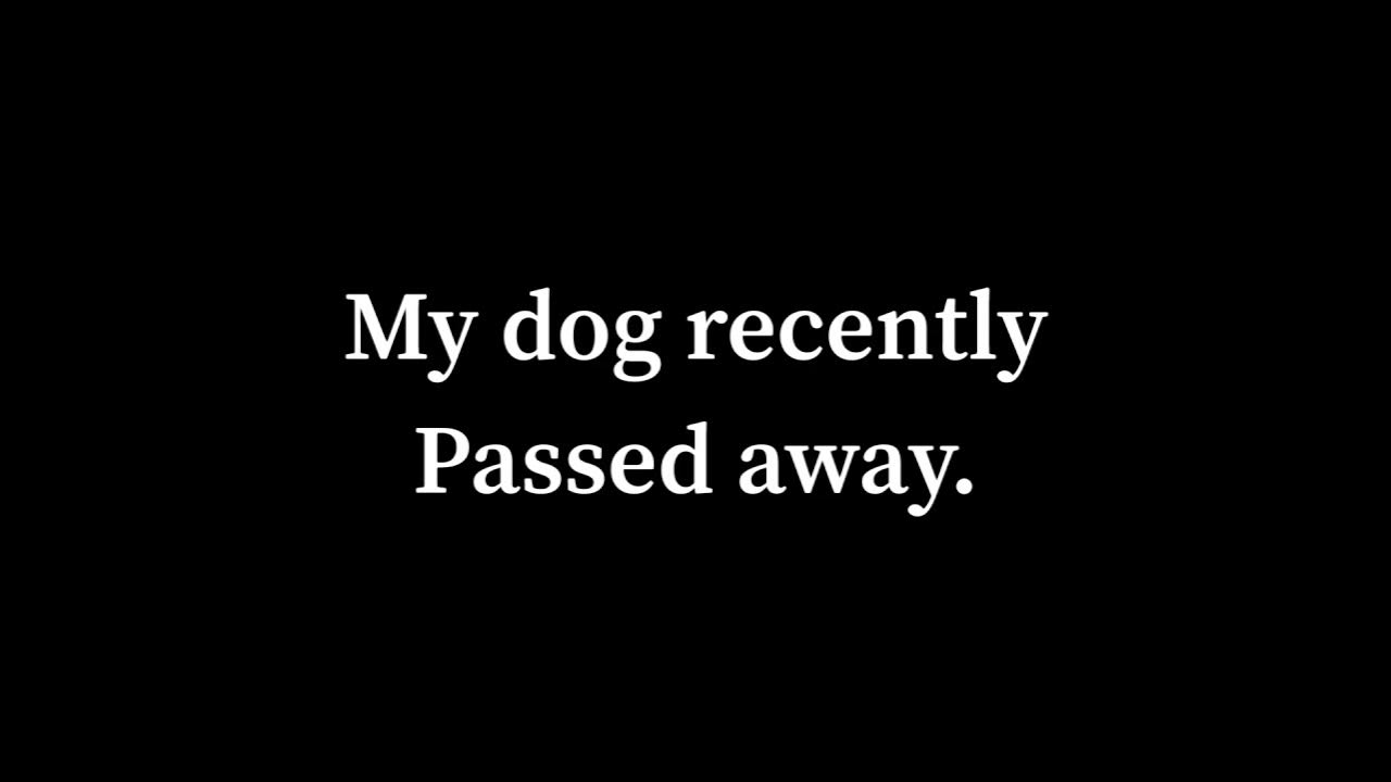 My Dog Passed Away YouTube my-dog-passed-away-youtube