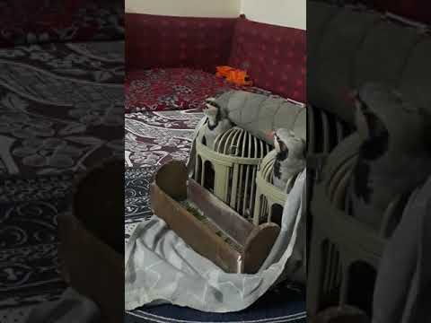 Irak Beyazı ve Dişisi keklik sesi