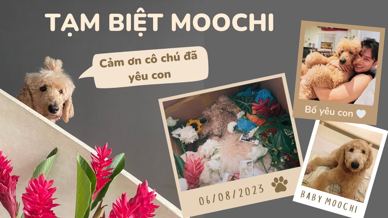 Tạm biệt Moochi 🤍 // Dinology - YouTube