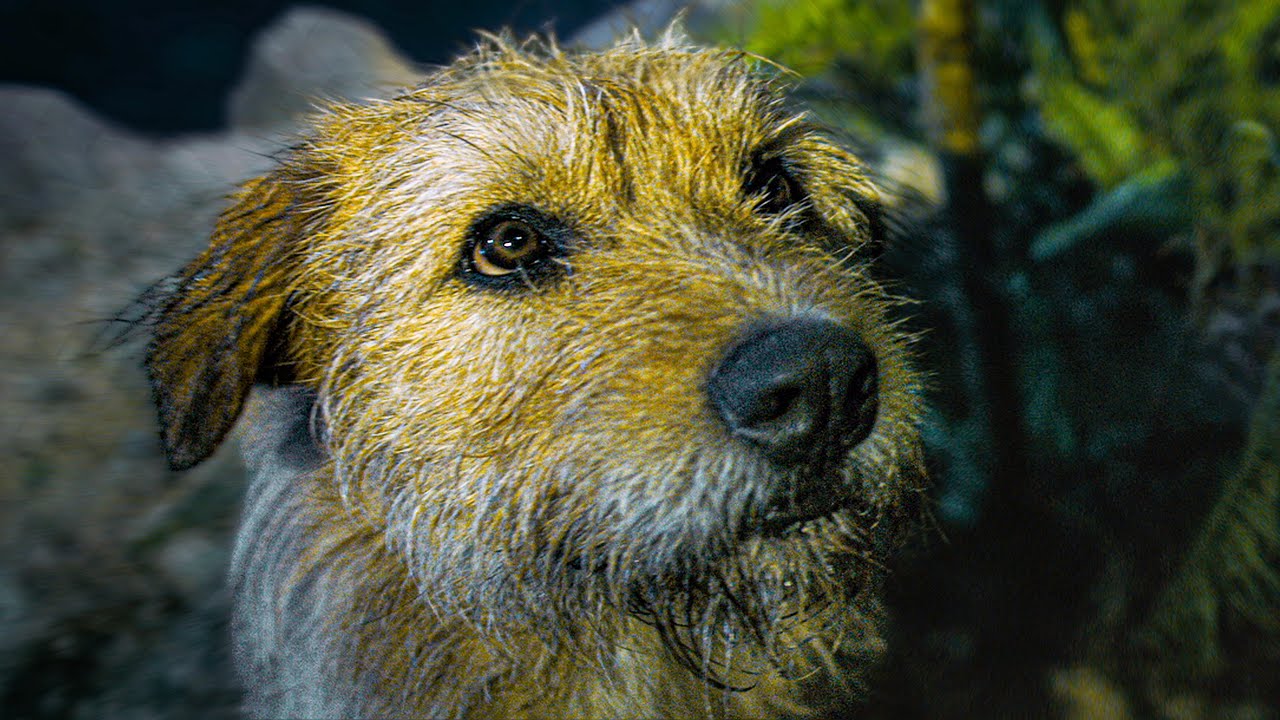 ARTHUR THE KING Movie Clip - "That Dog Saved Us All" (2024) Mark ...