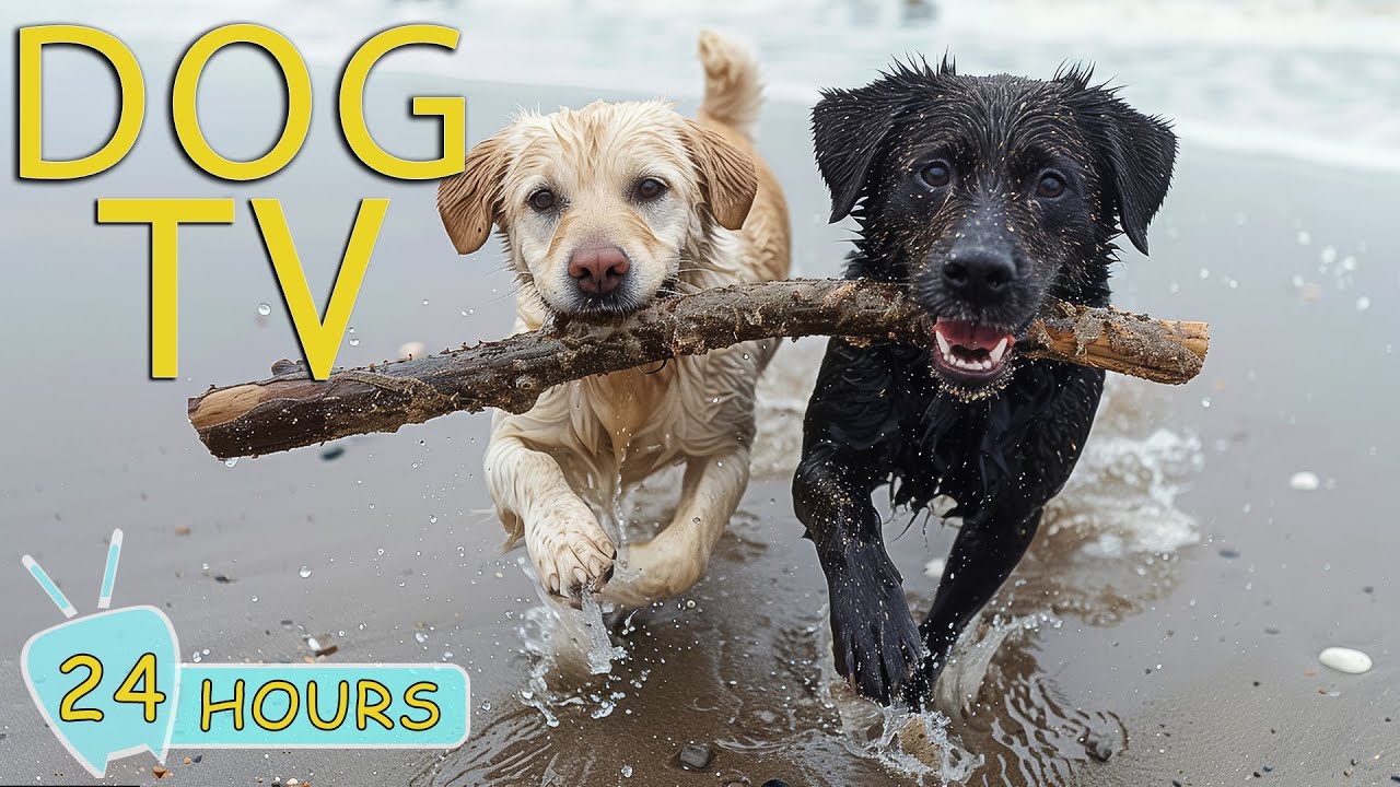 DOG TV for Dogs to Watch: Video Keep Your Dogs Entertain for Hours When ...