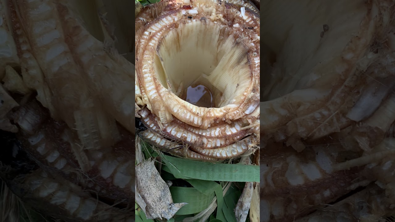 Air Batang Pohon Pisang, Banyak Manfaatnya!!! - YouTube