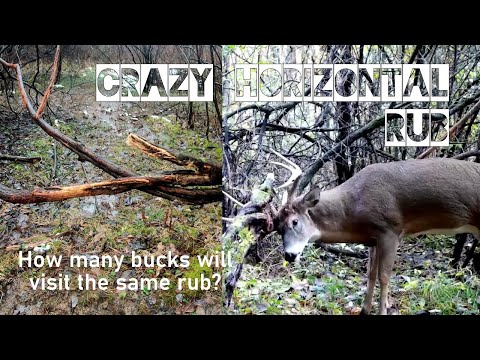 Crazy HORIZONTAL Rub Action | SBO LIVE MINISODE #97