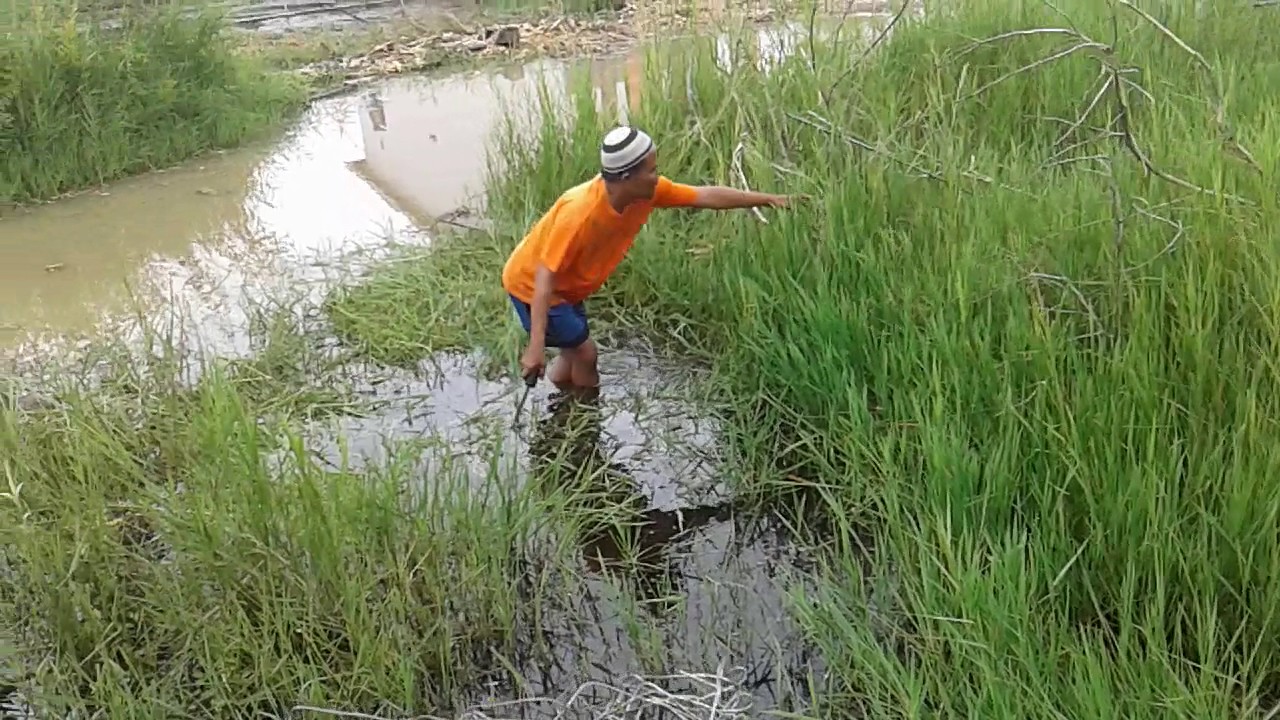 Cara memotong rumput manual - YouTube