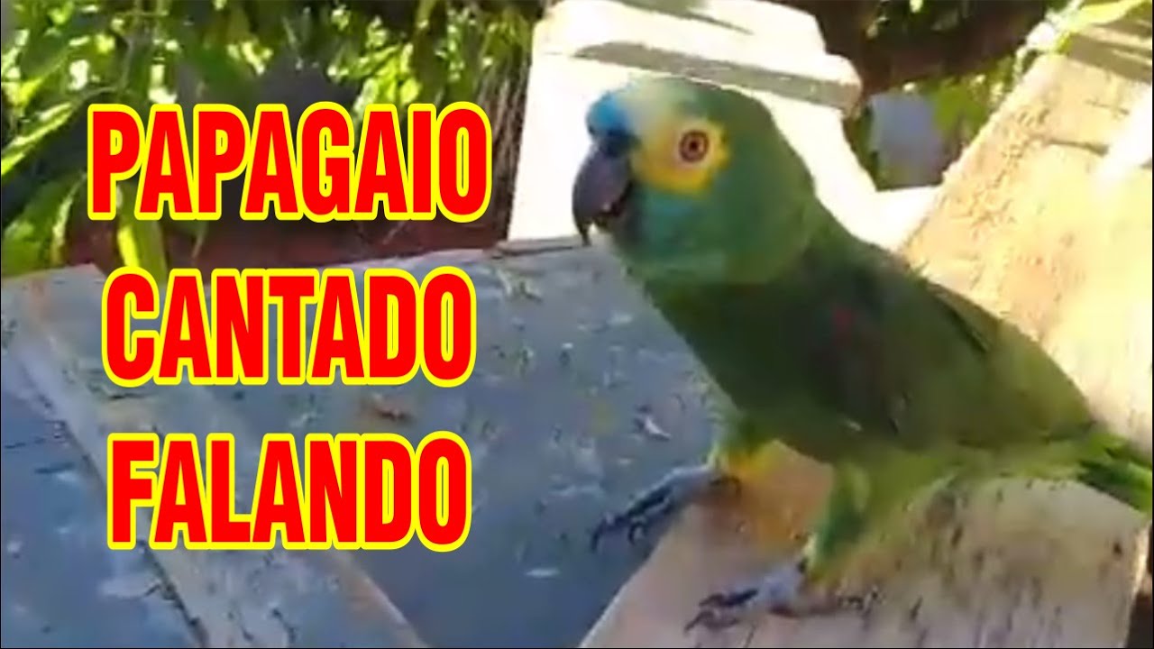 PAPAGAIO CANTANDO E FALANDO NO JARDIM - YouTube
