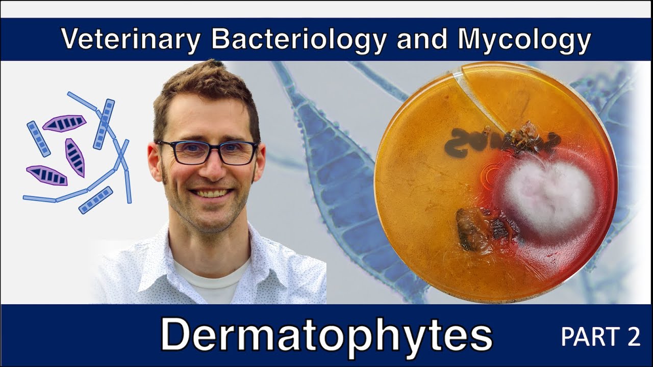 Dermatophytes (Part 2) - Veterinary Bacteriology and Mycology - YouTube