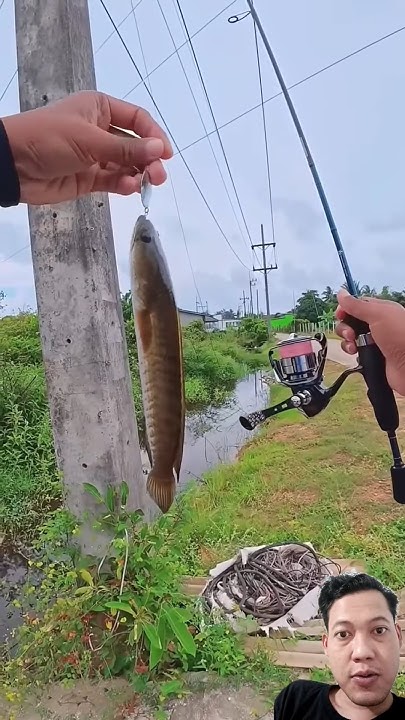 Mancing Casting ikan gabus di sungai kecil pinggir jalan #fishing #mancing #shorts - YouTube