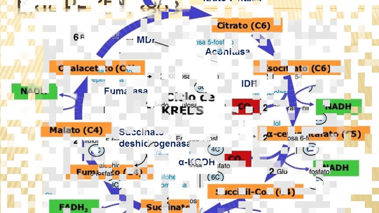 Rutas Metabolicas Bioquimica - YouTube
