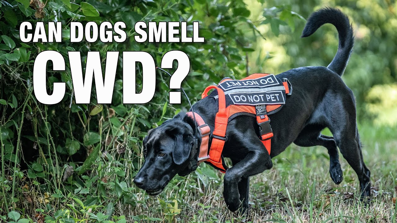 Can Dogs Detect Chronic Wasting Disease (CWD) in Deer? - YouTube