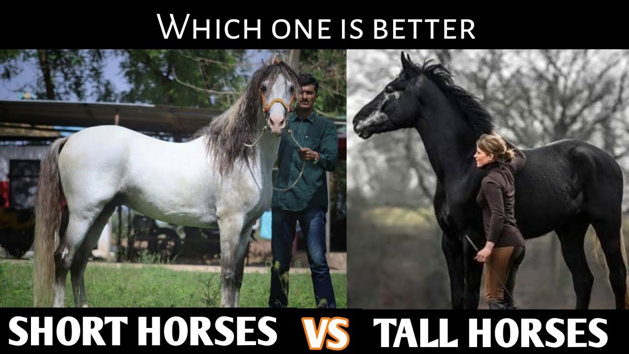 Short Horse Vs Long Horse | Best Horse For Galloping | Best Horse For ...