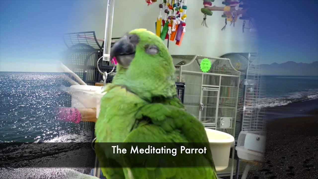 Watch PARROT Meditating ***RELAX and SMILE*** - YouTube