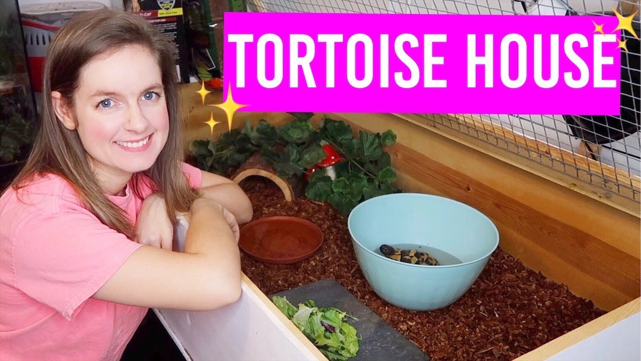 NEW Tortoise Enclosure Clean & Setup - YouTube