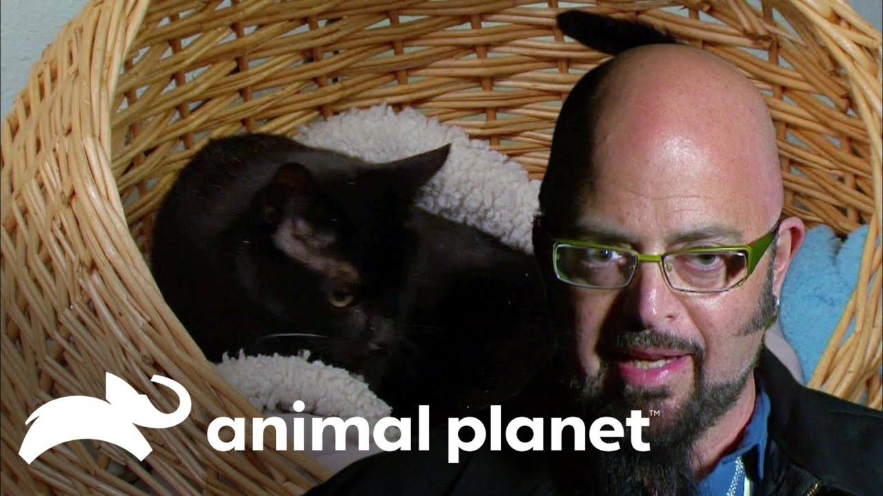 Un gato con necesidades especiales muy agresivo | Mi gato endemoniado ...