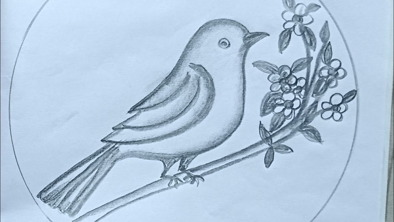 Simple Bird drawing easy pencil sketch and shading#drawing # ...