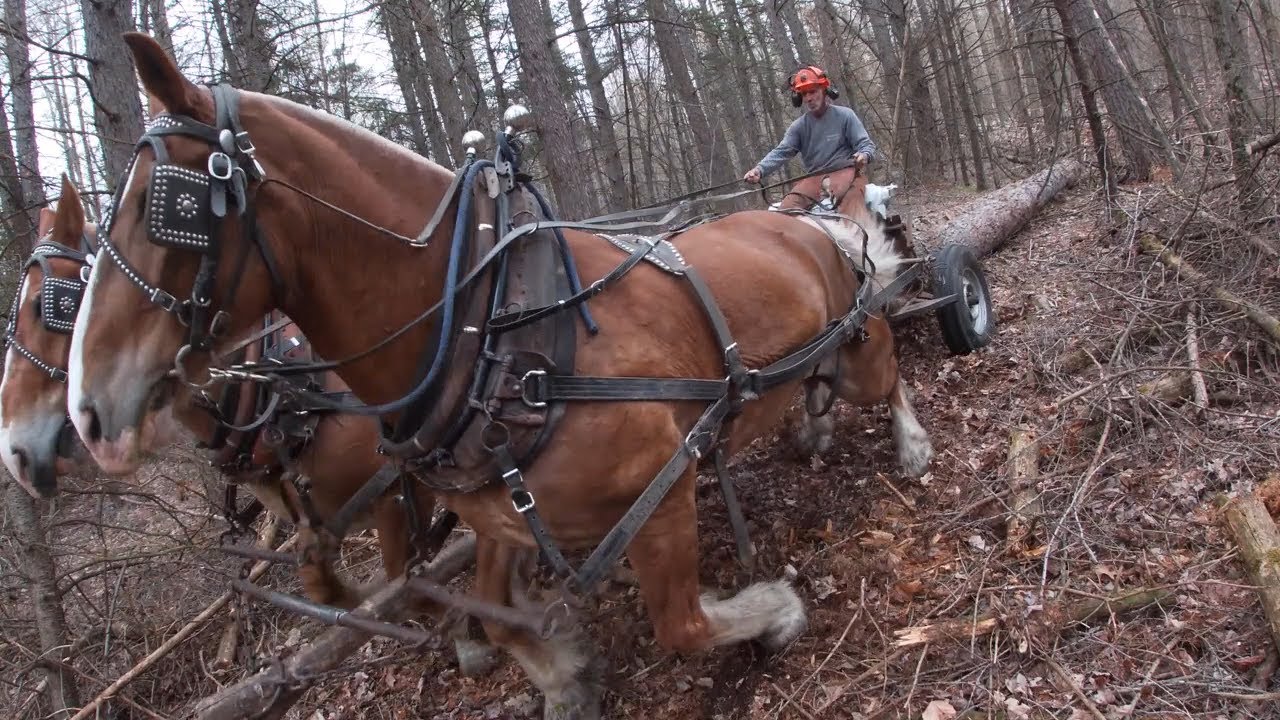 Amish Sawmill Needs More Tamarack Logs Part 1 - YouTube