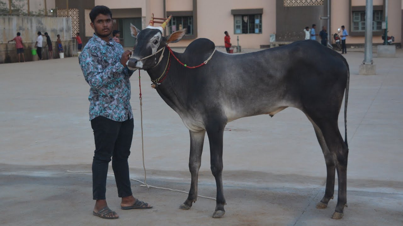 Young Hallikar Enthusiast Gagan from magadi with his milk teeth calf in ...