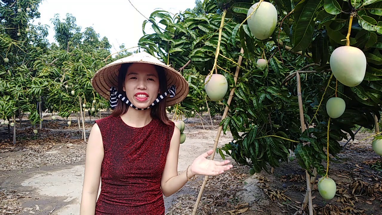 Australian Mango in Vietnam - Mekong Delta Vietnam - YouTube